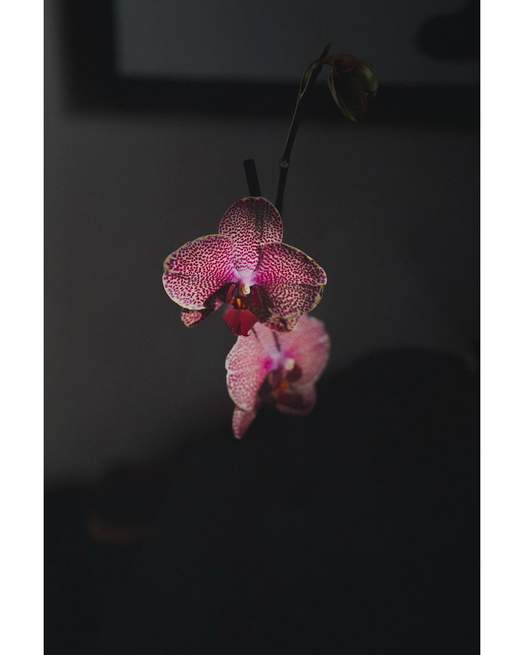 Adam Kremer | The Agents Club